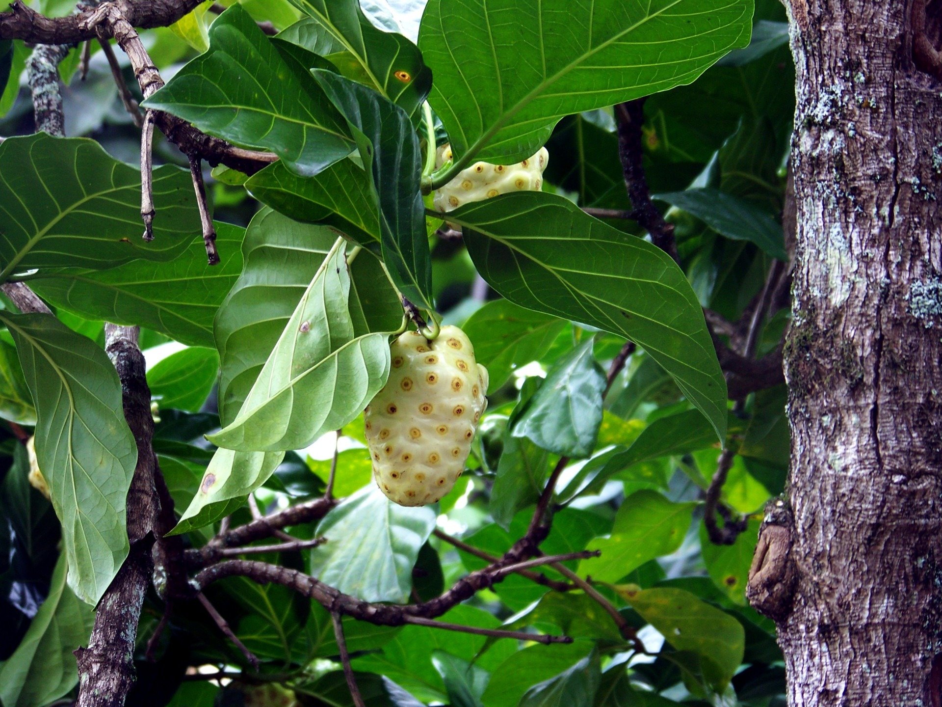 Le noni fruit puant bon pour le corps | Laboratoire FèyÔPéyi